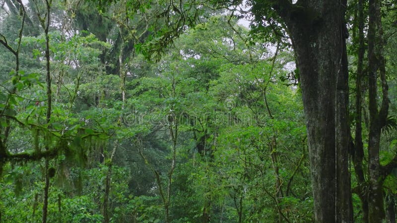 Flying through between Trees in a Dense Forest Stock Video - Video of ...