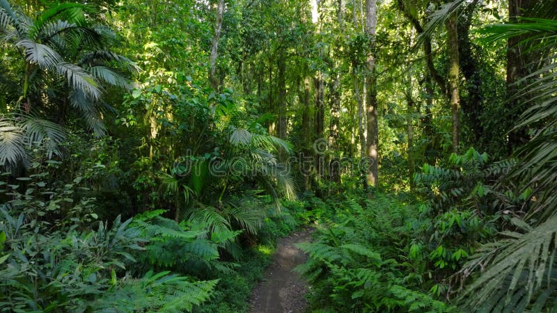 Flying through between Trees in a Dense Forest Stock Footage - Video of ...