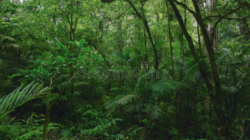 Flying through between Trees in a Dense Forest Stock Footage - Video of ...