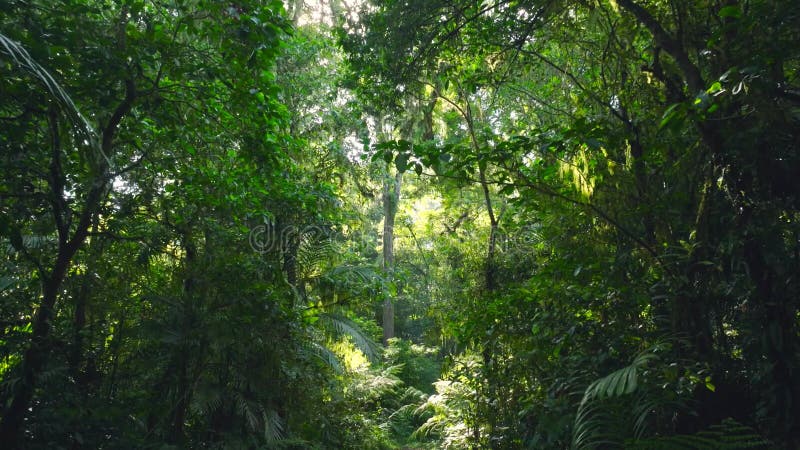 Flying through between Trees in a Dense Forest Stock Footage - Video of ...
