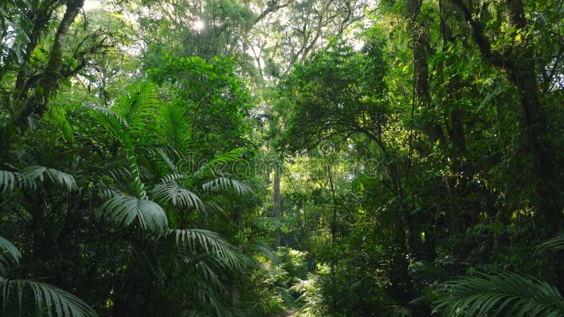 Flying through between Trees in a Dense Forest Stock Footage - Video of ...