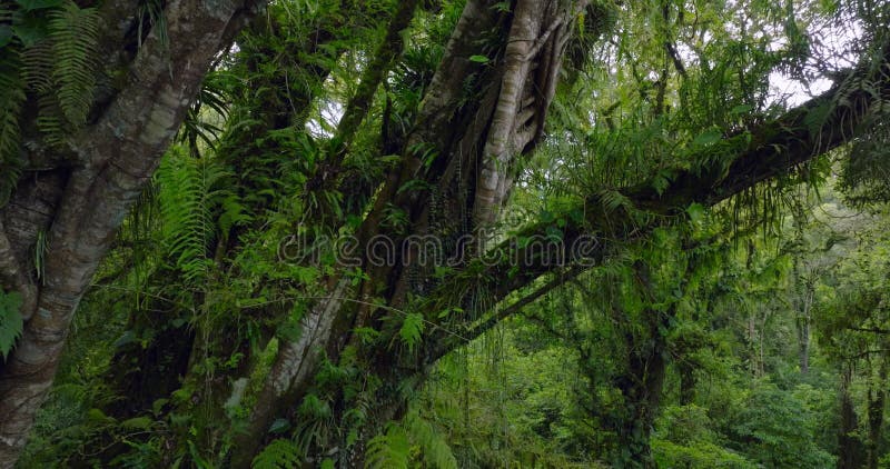 Flying through between Trees in a Dense Forest Stock Video - Video of ...