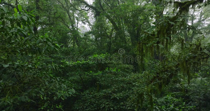 Flying through between Trees in a Dense Forest Stock Video - Video of ...