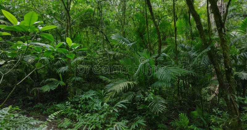 Flying through between Trees in a Dense Forest Stock Footage - Video of ...