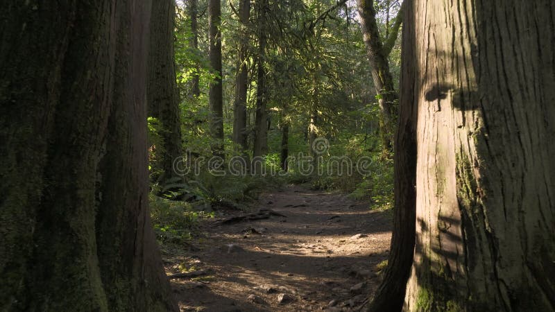 Flying through Trees in a Forest on a Hiking Trail with Sun Shining ...