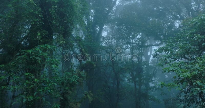 Flying through between Trees in a Tropical Forest with Fog Stock ...