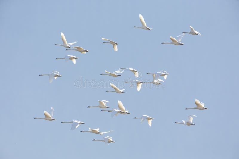 Flying Trumpeter Swan stock image. Image of vancouver - 173869209