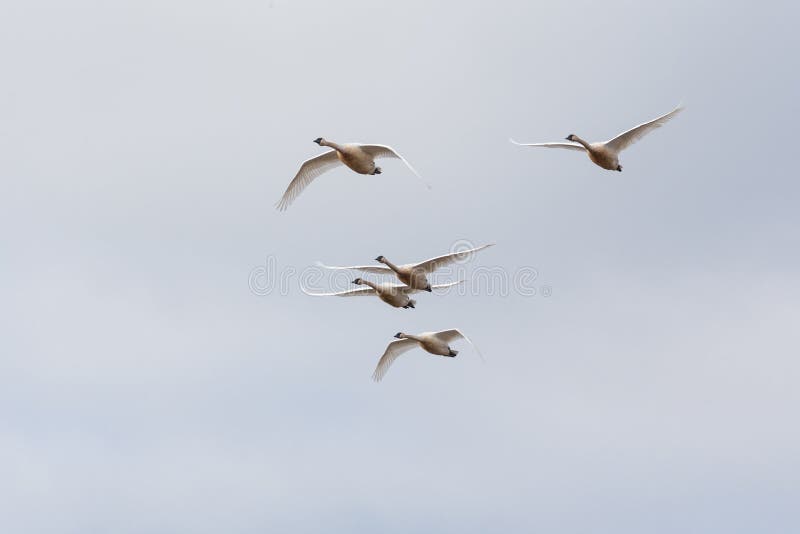 Trumpeter swan migration stock photo. Image of flying - 113773570