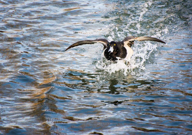 Flying Tufted Duck Landing in the Water Stock Photo - Image of fuligula ...