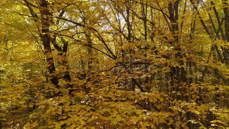 Flying Up among the Autumn Trees in the Forest. Hornbeam Trunks Stock ...