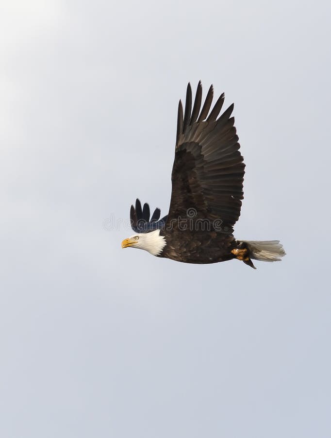 Bald eagle flying stock image. Image of bird, travel, aggressor - 2576185