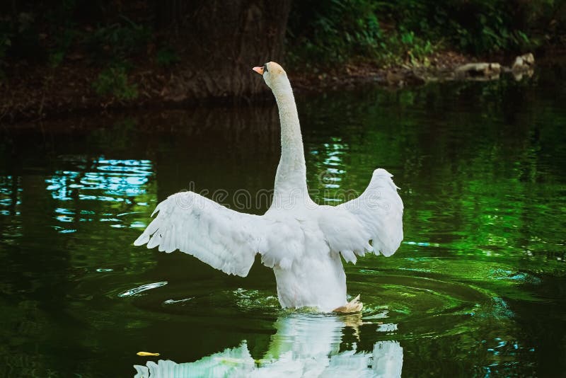 Flying up White Swan stock photo. Image of outdoor, animal - 79066710