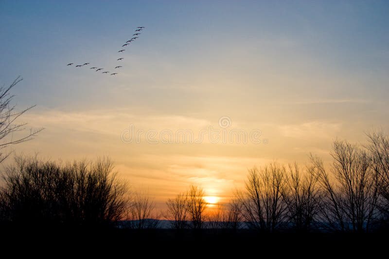 Bird Migration at Sunset stock photo. Image of travelling - 27958408