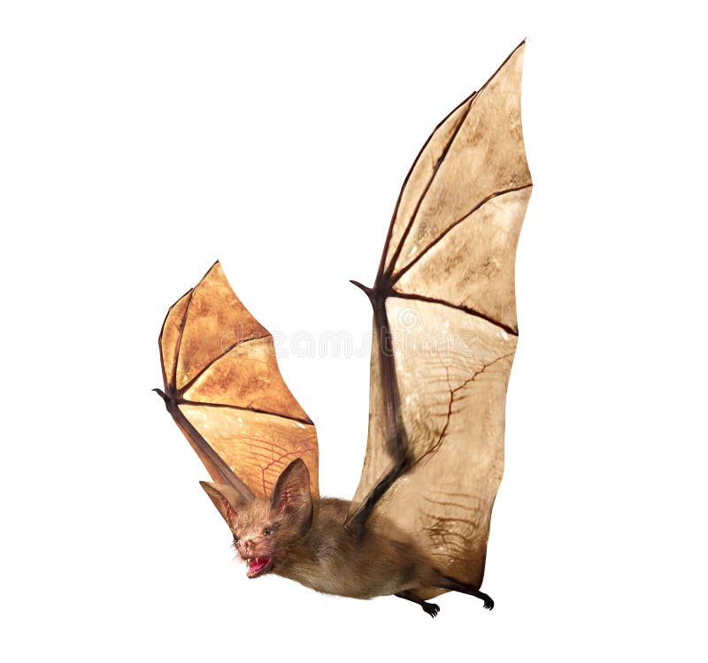 Flying Vampire Bat Isolated on White Background Stock Illustration ...