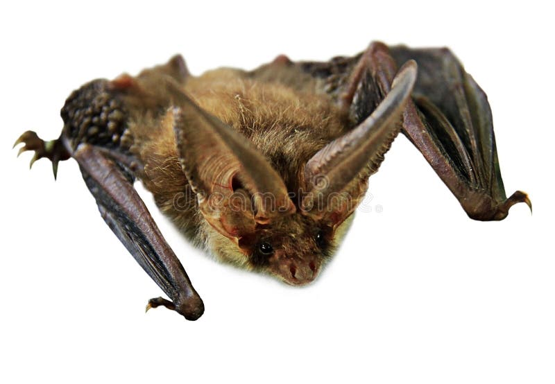 Flying Vampire Bats Isolated on White Background Stock Image - Image of ...
