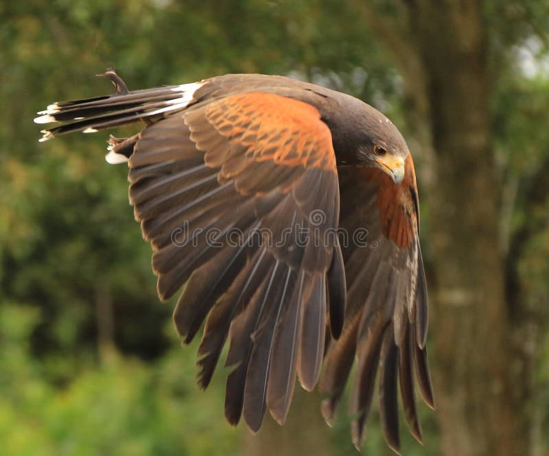 Flying variable hawk stock image. Image of bird, family - 242469411