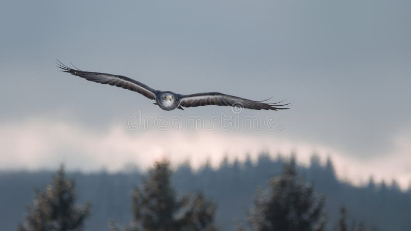 Flying Variable Hawk Geranoaetus Polyosoma Stock Photos - Free ...