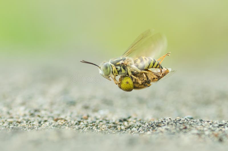 337 Carrying Flies Stock Photos - Free & Royalty-Free Stock Photos from ...