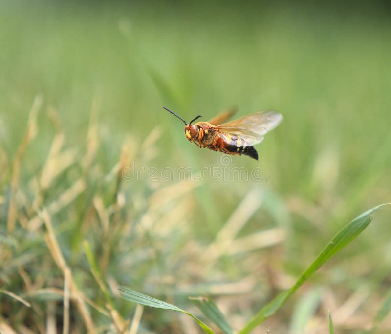 Flying Wasp stock photo. Image of bodied, antenna, black - 32191002