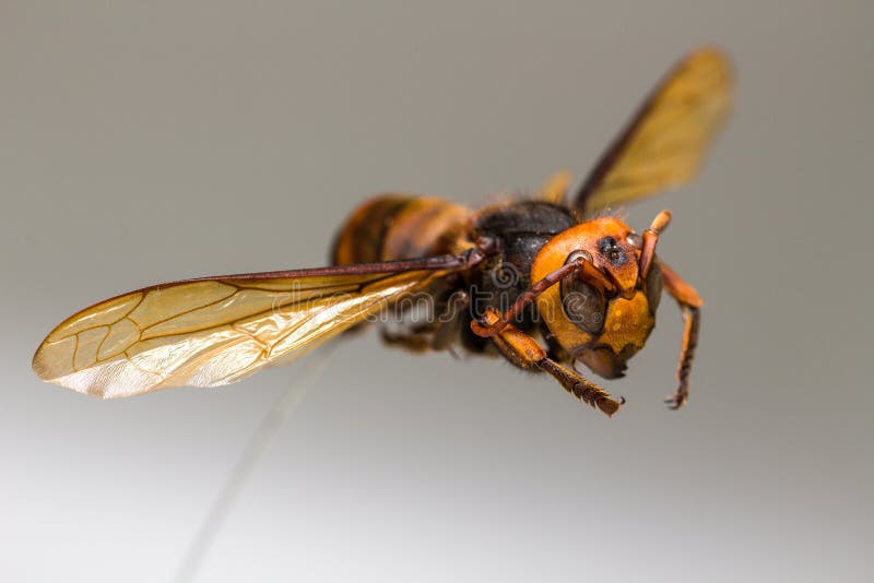 Flying Wasp, Insect stock photo. Image of wildlife, biology - 78276476