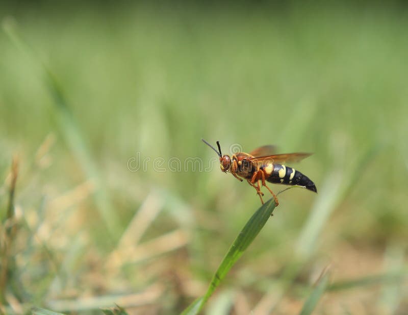 Flying Wasp stock photo. Image of antenna, animal, organism - 32191164