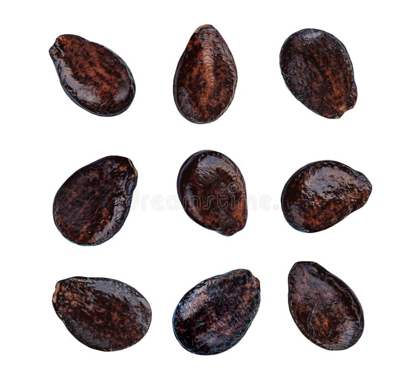 Flying Watermelon Seeds Isolated on White. Collection of Watermelon ...