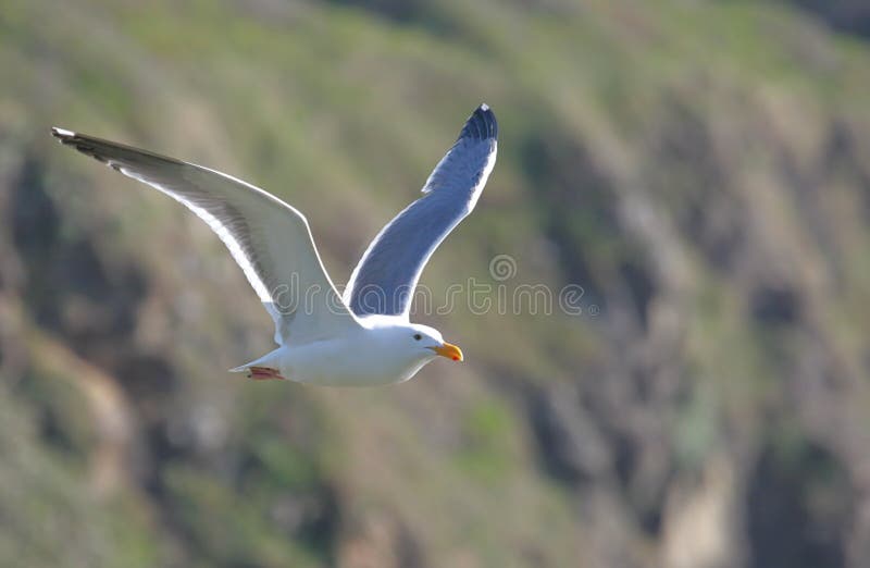 Flying Western Gull stock photo. Image of fauna, flying - 3258310
