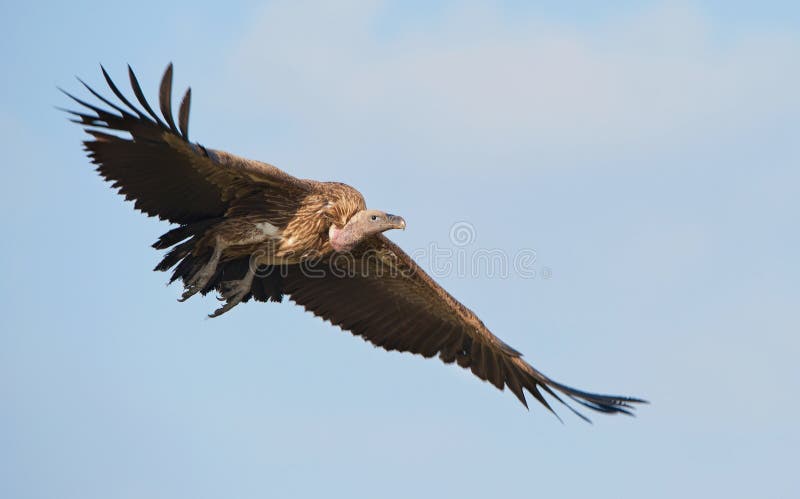 Flying White-backed Vulture Stock Image - Image of beak, adult: 81000933