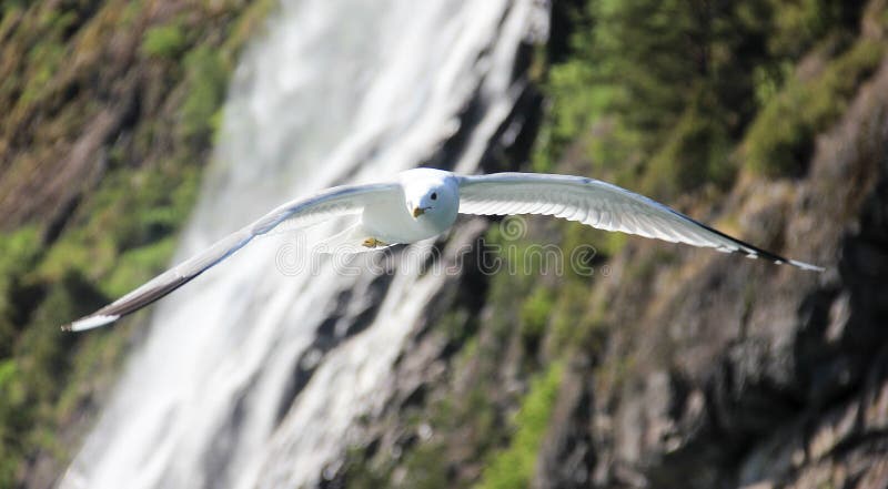 Flying white bird stock photo. Image of gray, alone, beauty - 89276502
