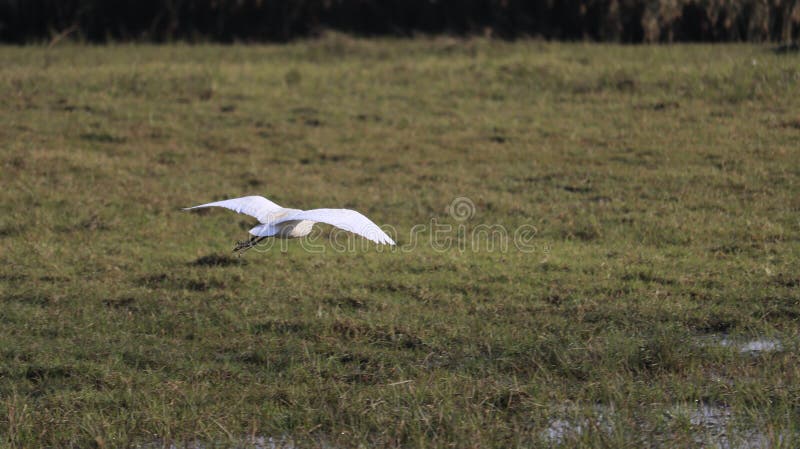 Flying White Bird Wallpaper Stock Photo - Image of bird, flying: 211084144