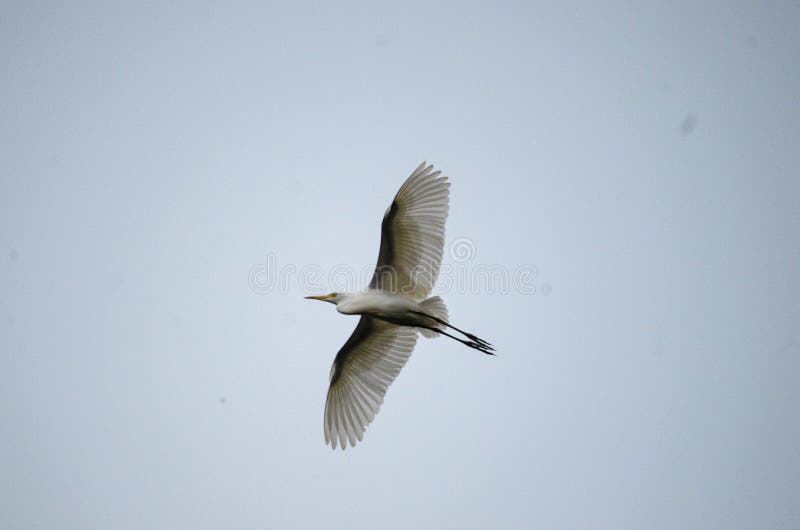Flying White Bird with Wide Open Wing on the Sky Stock Image - Image of ...