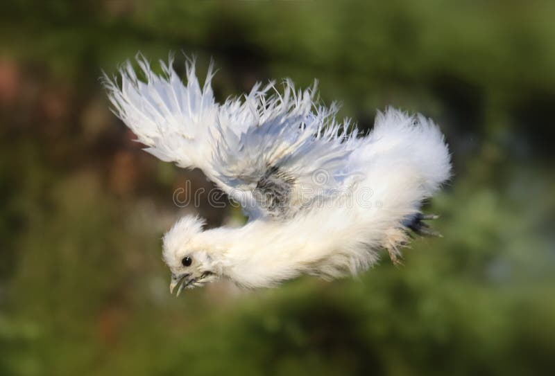 Flying chicken stock image. Image of animal, free, duvet - 14053313