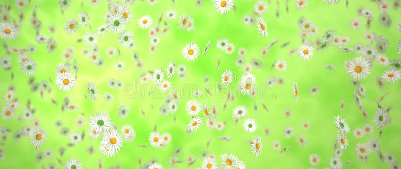 Flying white daisy flowers stock illustration. Illustration of ...