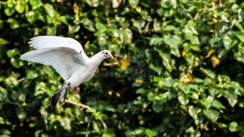 Flying Dove Stock Photos - Download 10,495 Royalty Free Photos