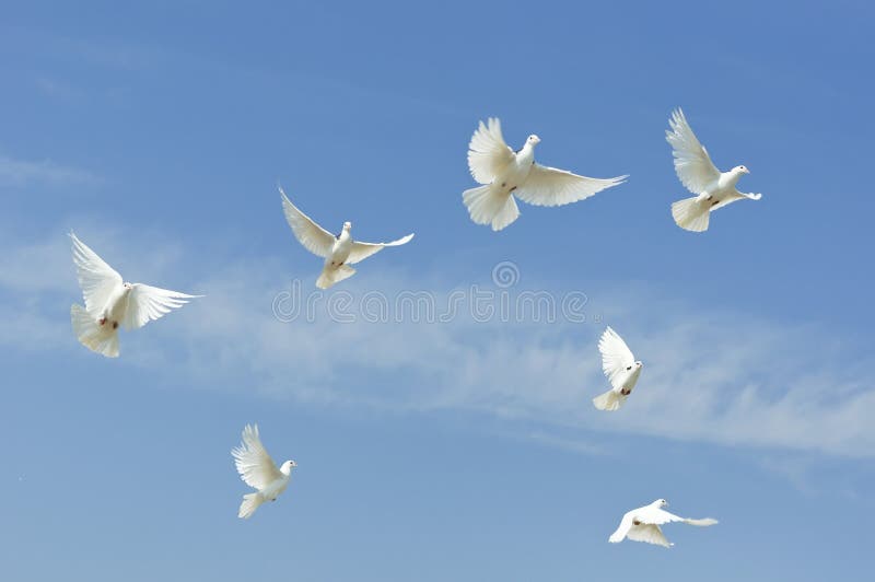 Flying white doves stock photo. Image of feathers, wing - 19887308