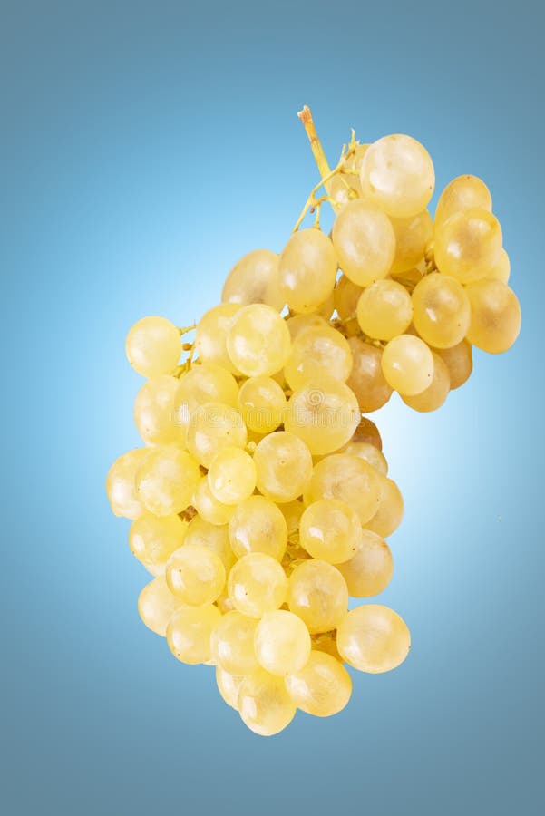 Falling Grape Fruits Isolated on Blue Background with Clipping Path ...