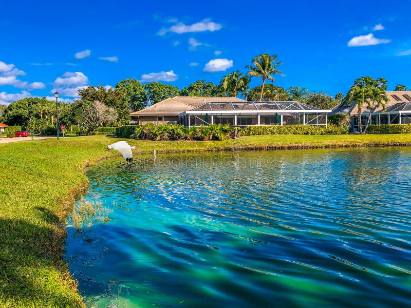 Flying white ibis stock photo. Image of blue, feather - 109172370