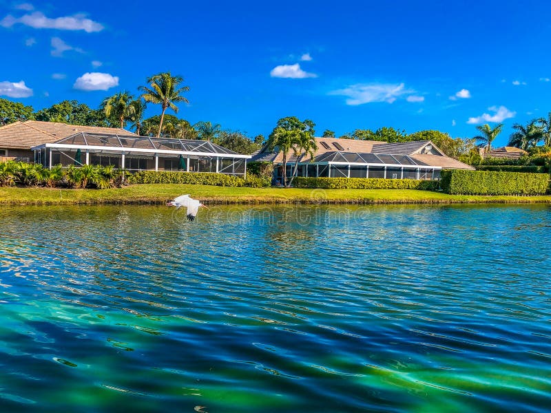 Flying white ibis stock photo. Image of feeding, canal - 109351428