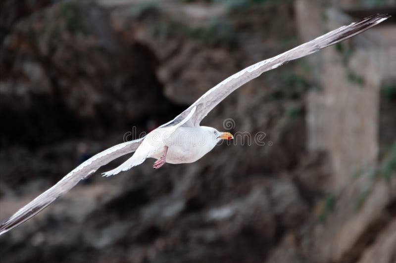 Flying White Seagull in Front of a Dark Rock Stock Photo - Image of ...
