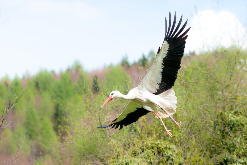 Flying stork stock photo. Image of wild, flying, wildlife - 9267822