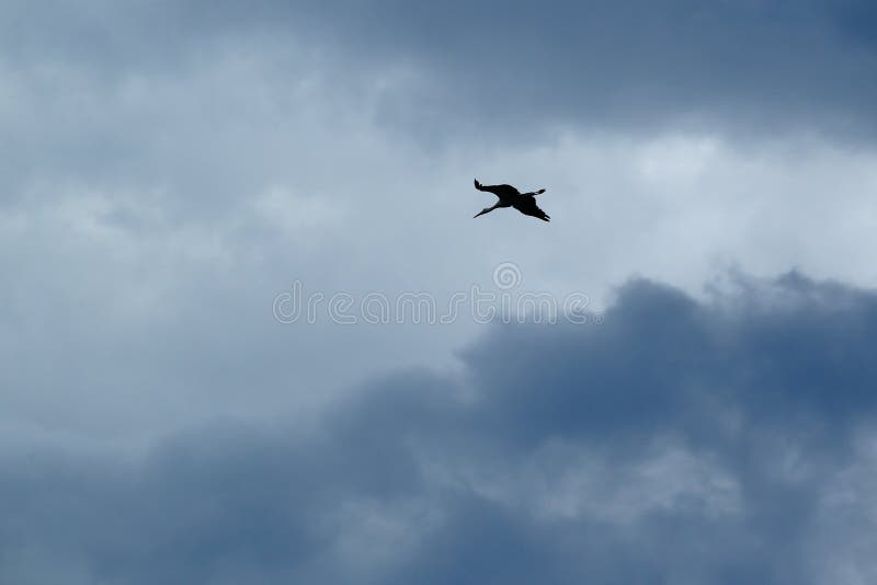 Flying white stork stock photo. Image of ciconia, storm - 74464986