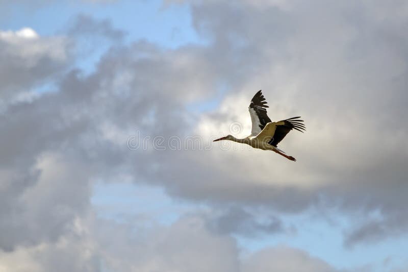 Flying white stork stock image. Image of animal, beautiful - 154267073