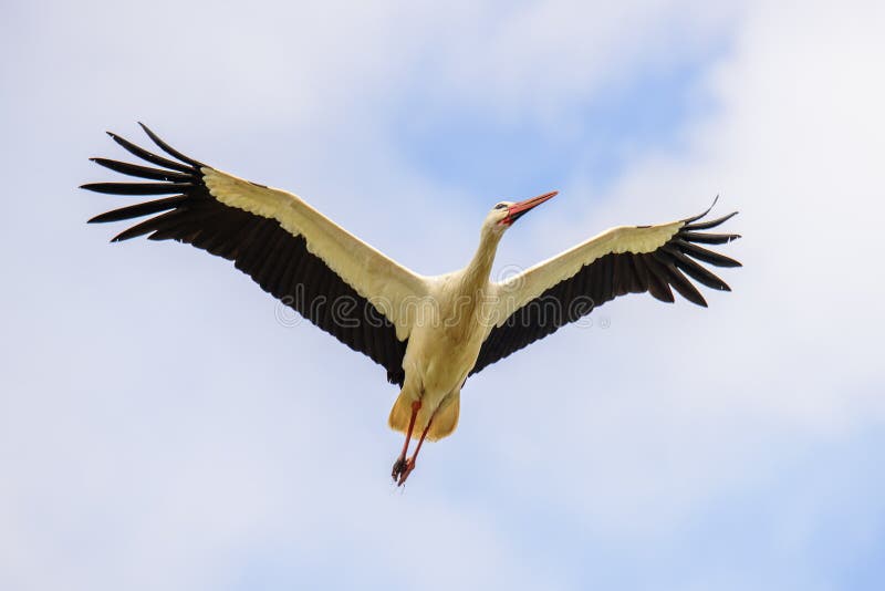 White stork flying stock photo. Image of wind, wildlife - 20774334