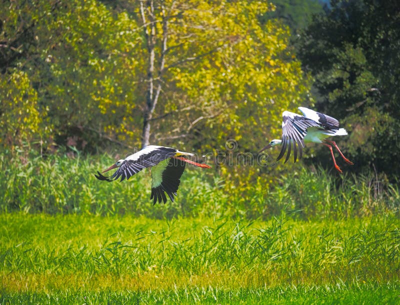 Flying White Storks stock photo. Image of plumage, wing - 231141790