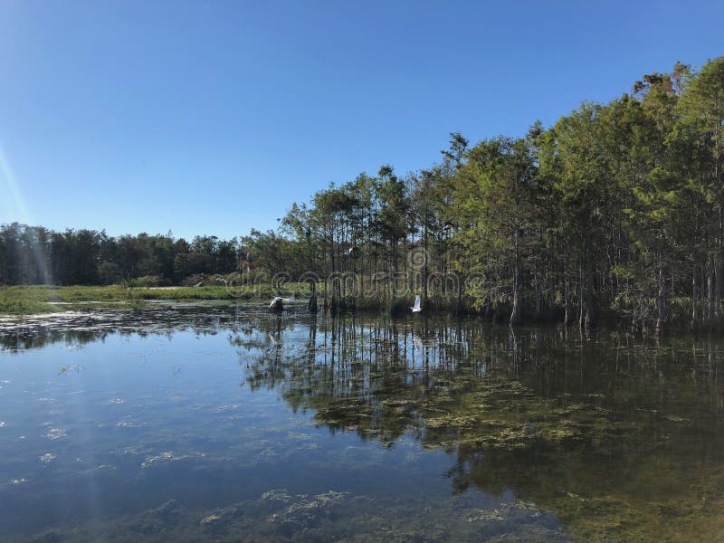 Flying white swamp birds stock photo. Image of dragging - 107606102