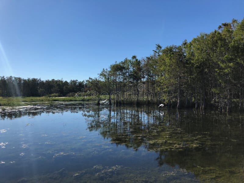 Flying white swamp birds stock photo. Image of outdoors - 107606012