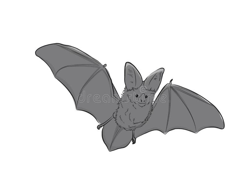 Bat Birds Stock Illustrations – 607 Bat Birds Stock Illustrations ...