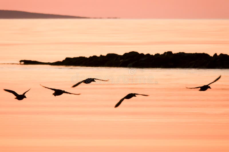 Flying Wild Ducks Over the Water at Dawn Stock Photo - Image of ...