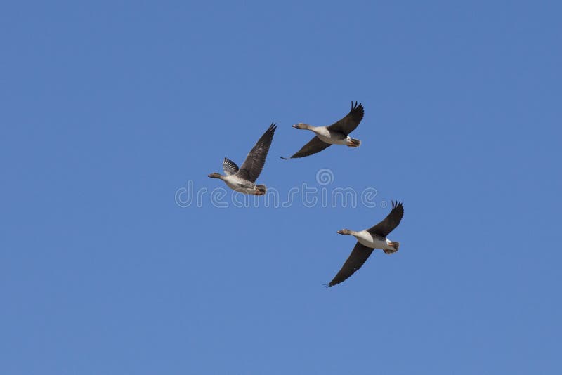 Flying wild geese in sky stock image. Image of shoreline - 34728947