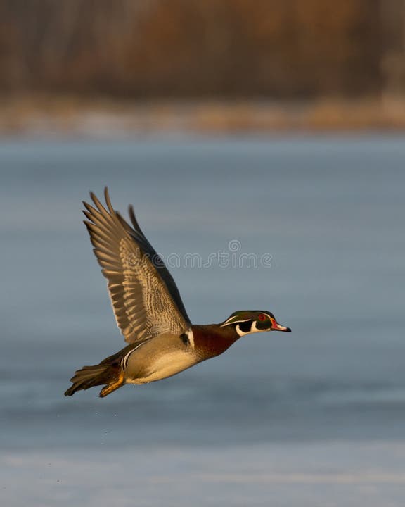 Flying Wood Duck stock image. Image of wood, brilliant - 31141803